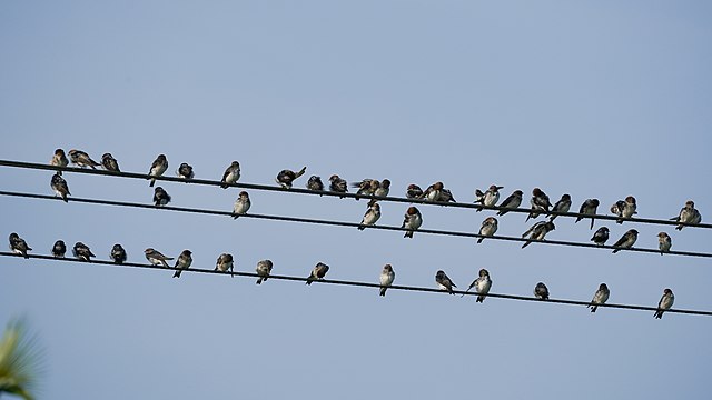 Five things you need to know about bird strikes - Rose Media Group